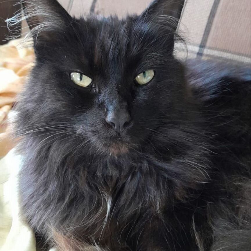 Кошка в дар бесплатно