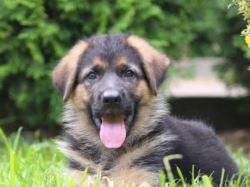 Супер щенки н/о