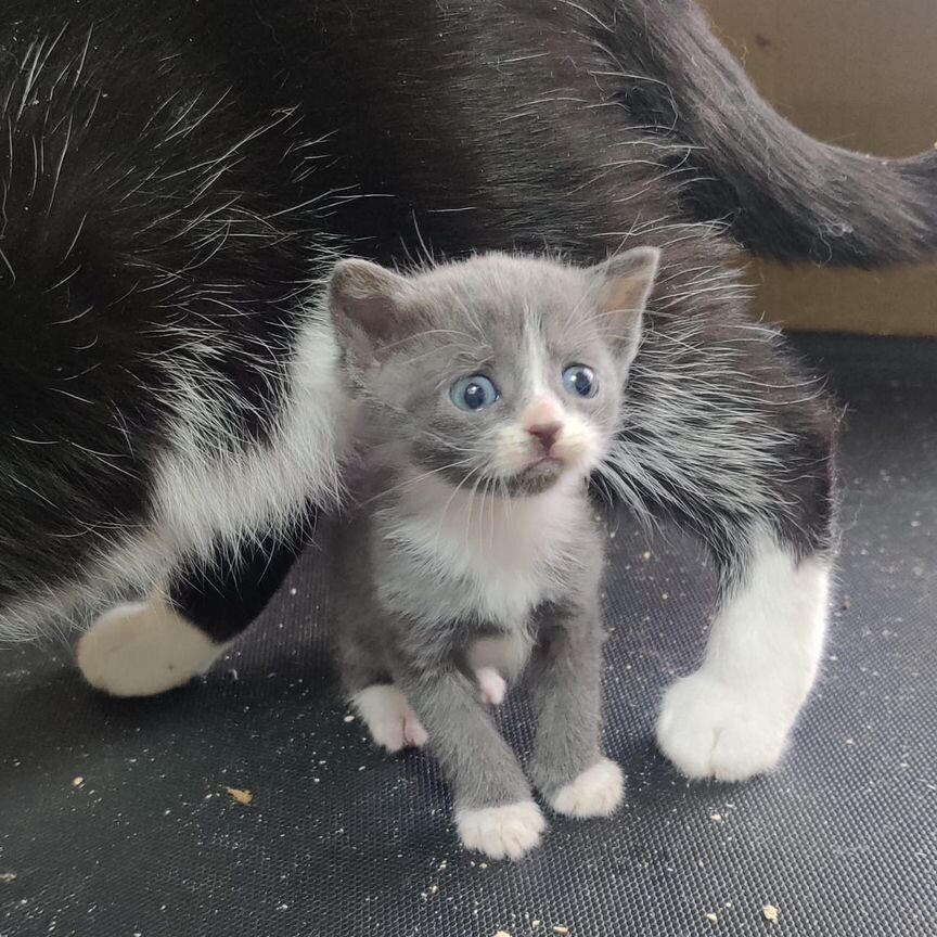 Котята в добрые руки мальчики