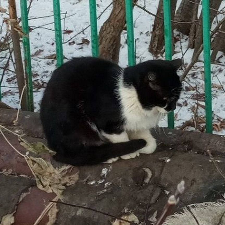 Кот Вася и его подружка Дымка выживают на трубах