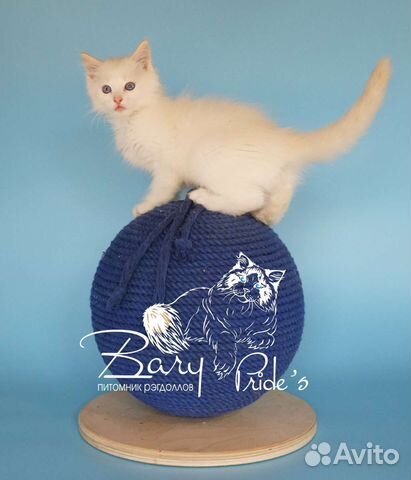 Котенок Рэгдолл Симба