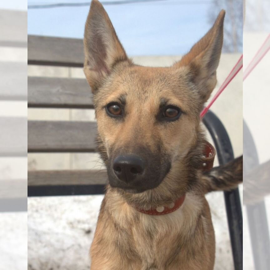 Щенок в добрые руки