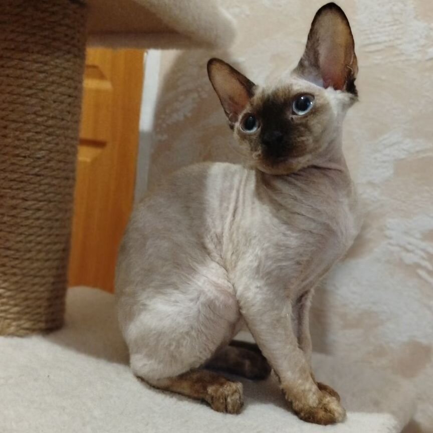 Девон-рекс, взрослая кошка