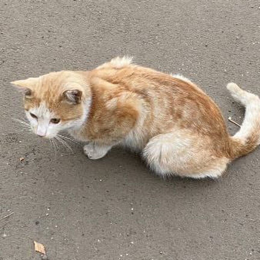 Взрослый кот в добрые руки