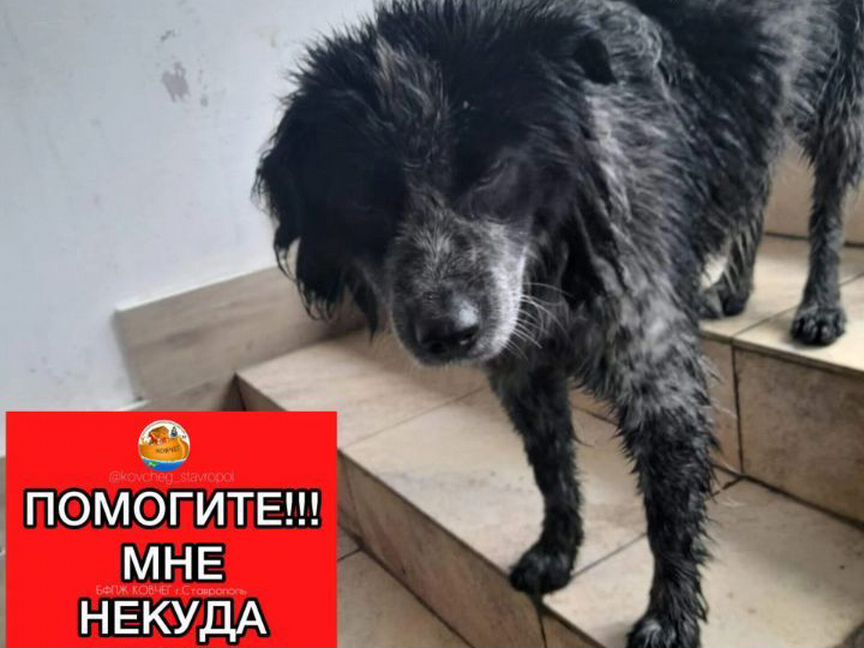 Найден пёсик Элвис, нужна передержка или дом