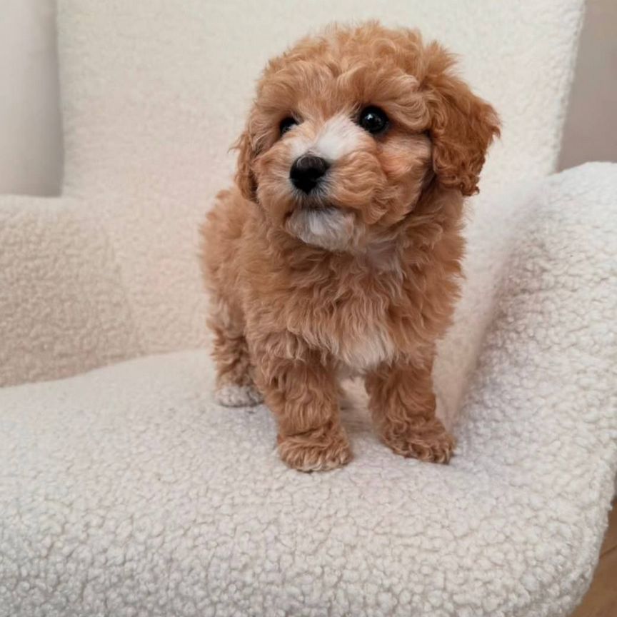 Яркие кудряшки