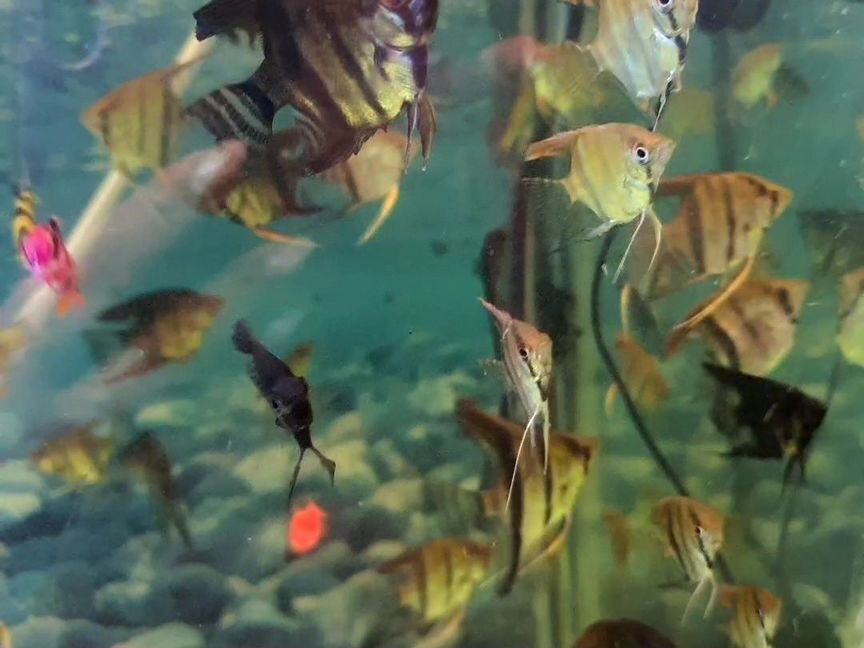 Скалярии подростки