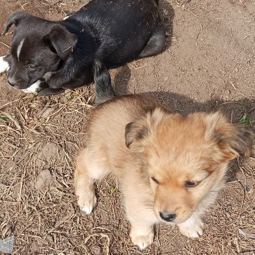 Русский той-терьер, щенок