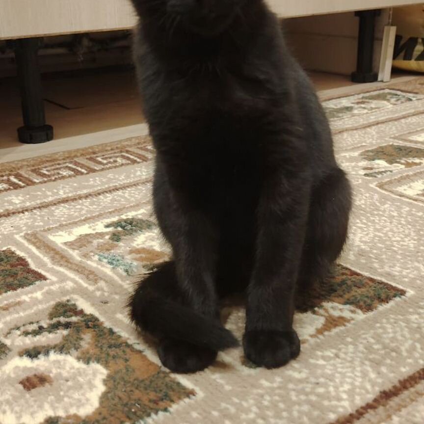 Котик бесплатно