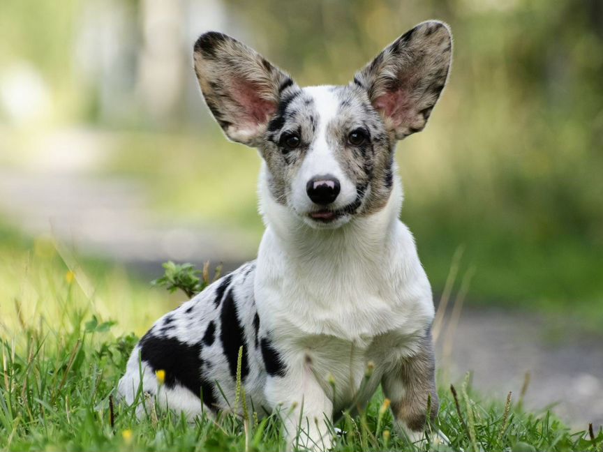 Щенок корги - мраморный мальчик
