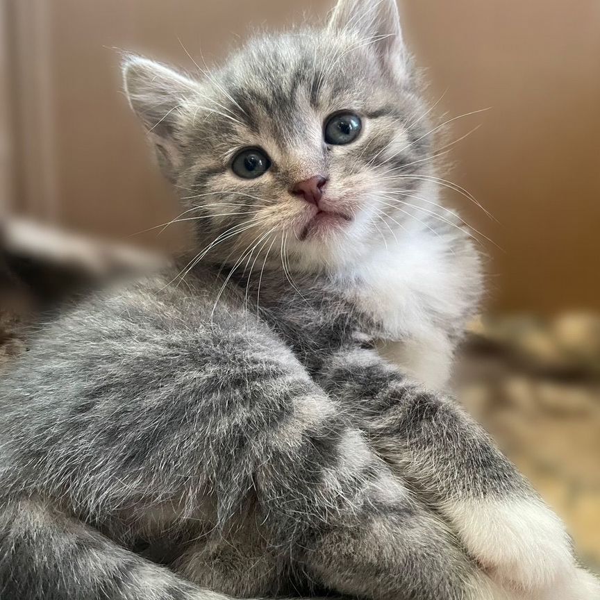 Британские котята