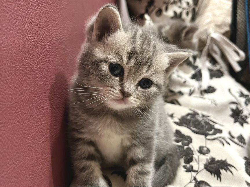 Котята шотладские (скотиш страйт)