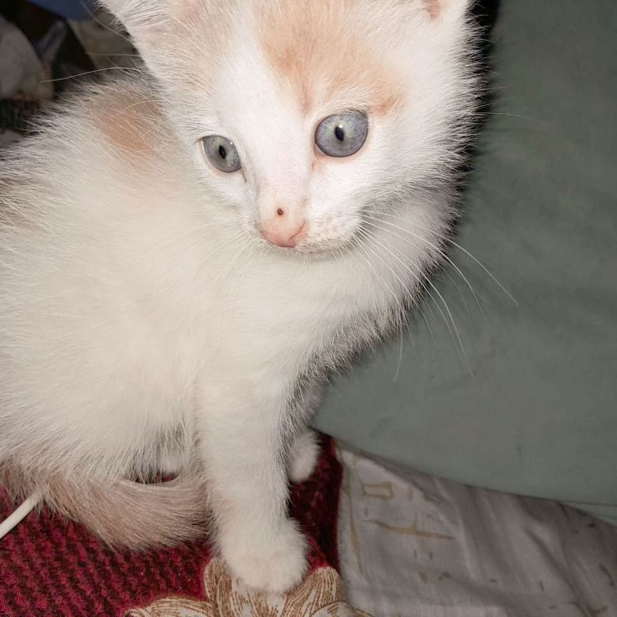 Отдам котенка