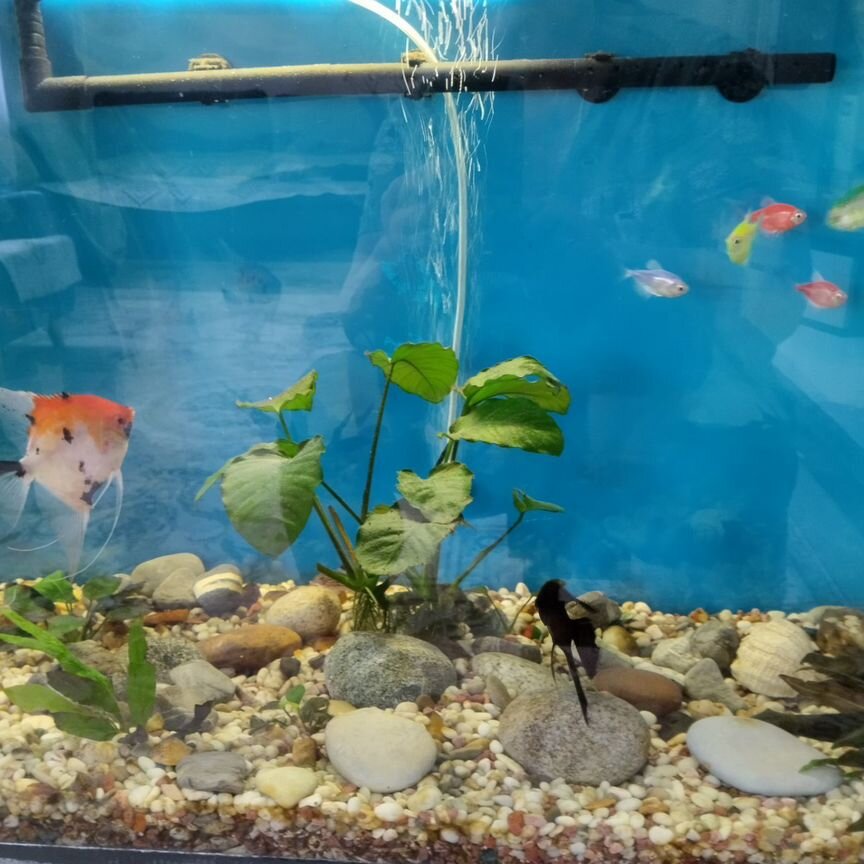 Аквариум 170 литров