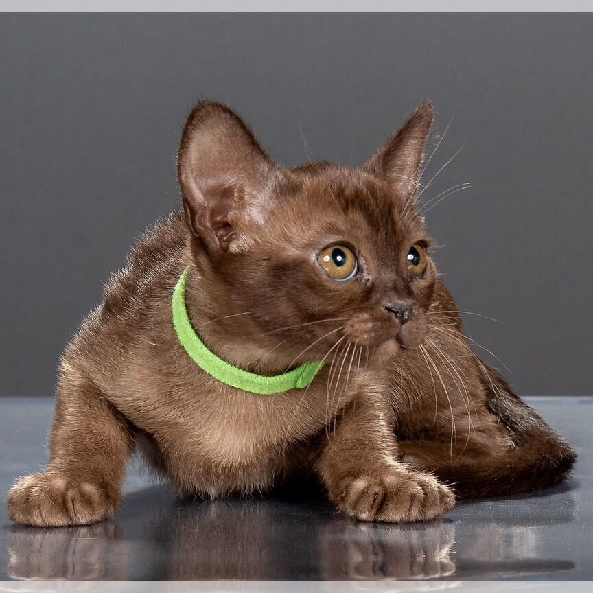 Европейский бурманский котёнок