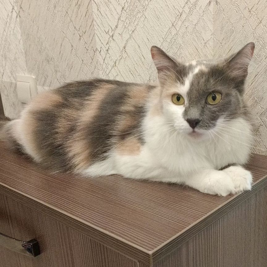 Взрослая, кошка в добрые руки