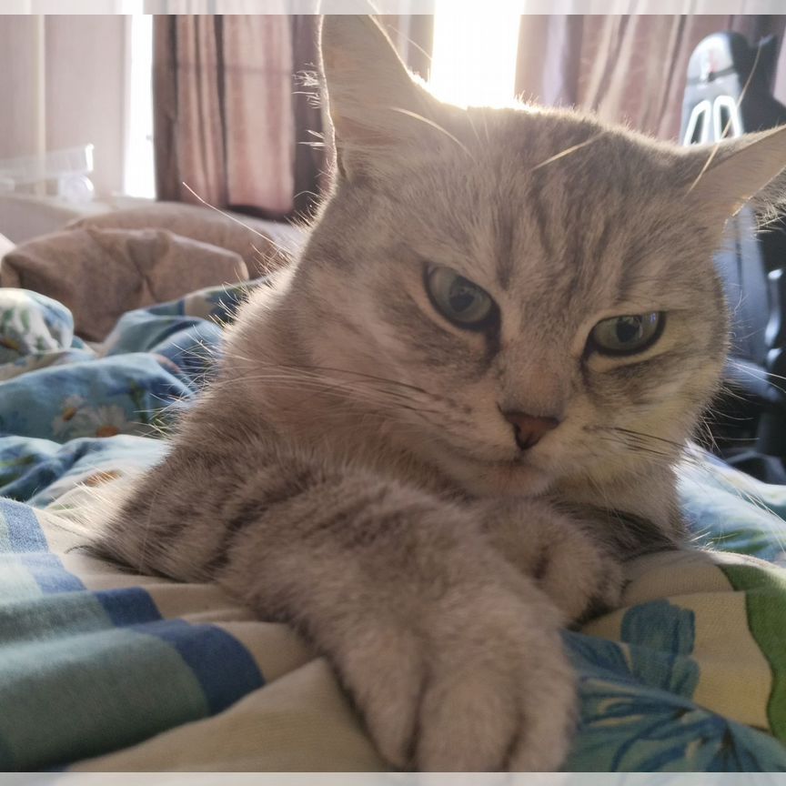 Взрослая, кошка в добрые руки