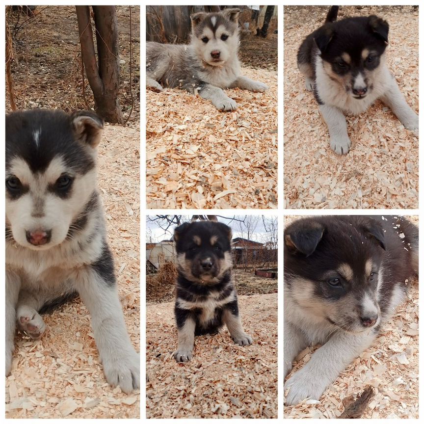 Сибирский хаски