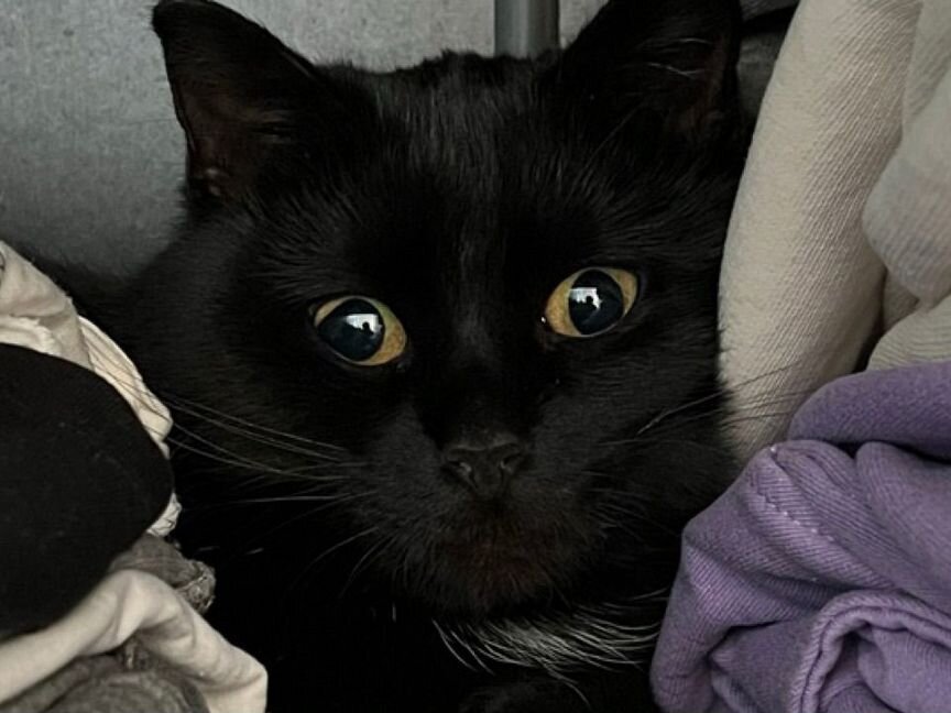 Кошка возвращается в приют