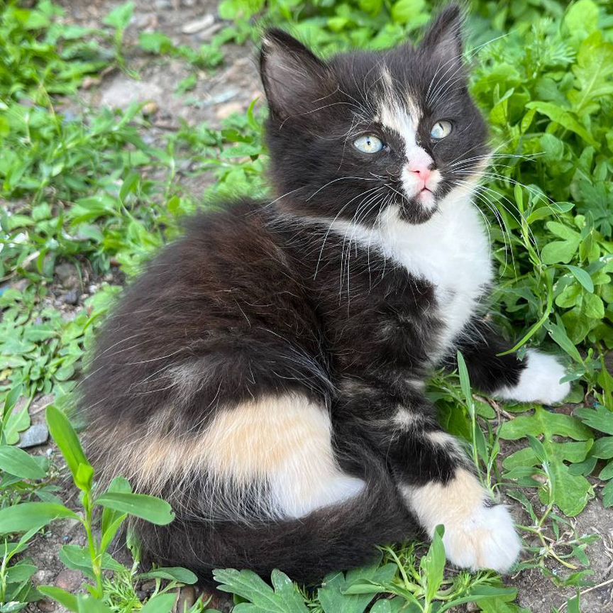 Котёнок в добрые руки