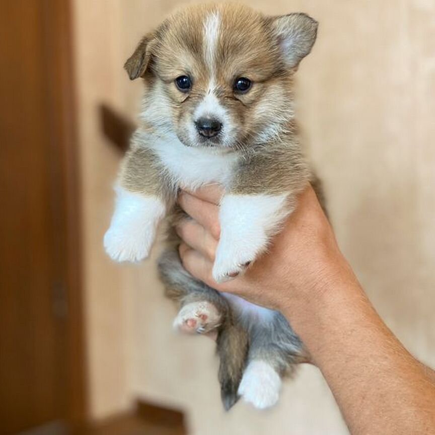 Щенки вельш-корги пемброк