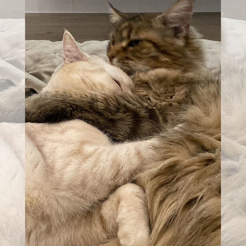 Кот на расстоянии