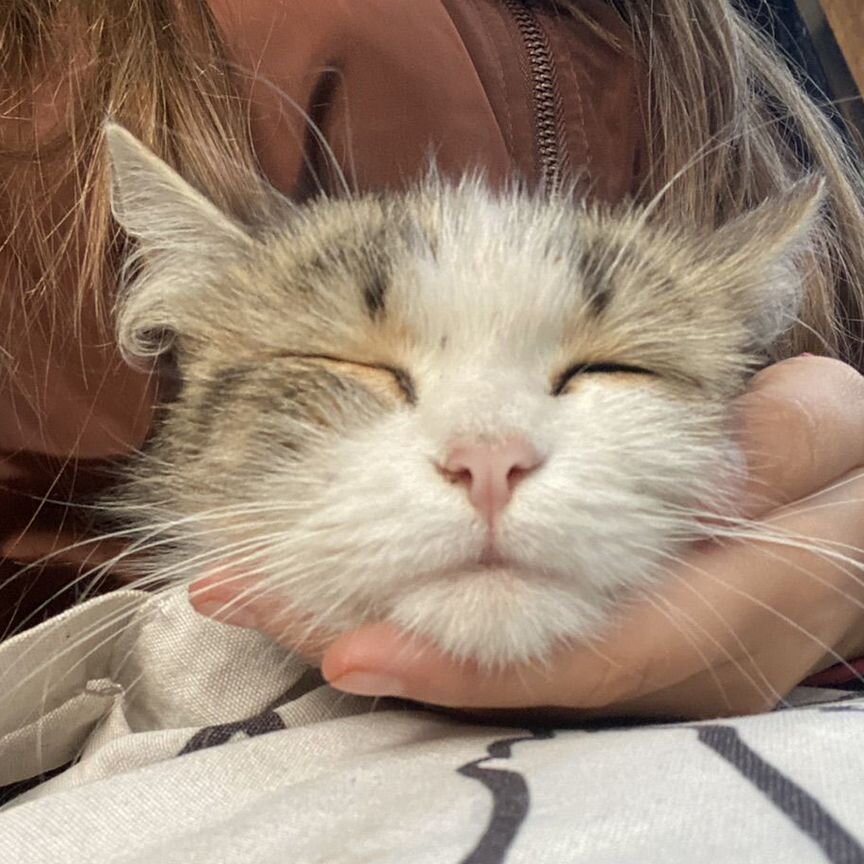 Кошечка без имени