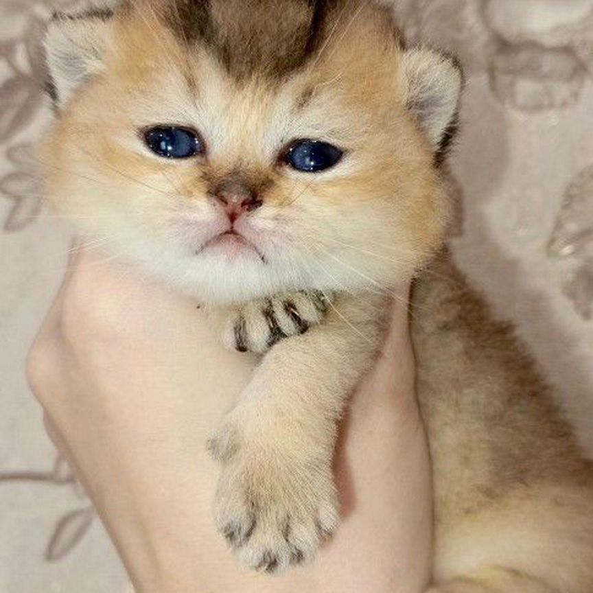 Шотландские котодетки скоттиш страйт