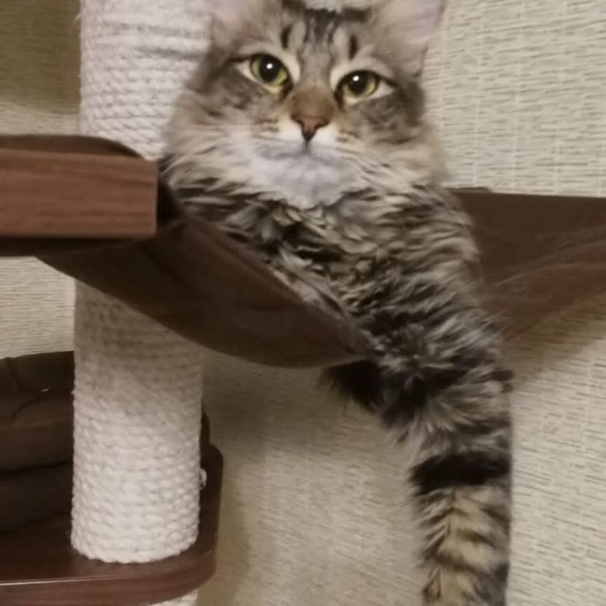 Нюся ищет дом