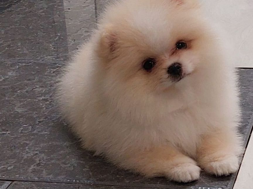 Померанский шпиц