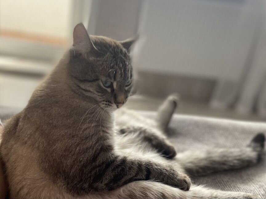 Котик 2,5 года
