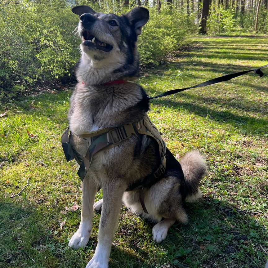 Взрослый пёс в добрые руки