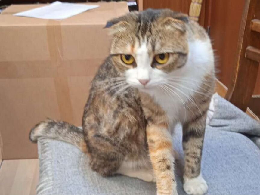 Вислоухая, трёхцветная кошка