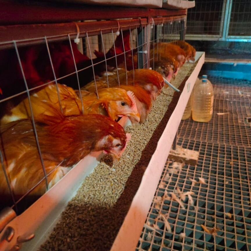 Куры молодки несушки