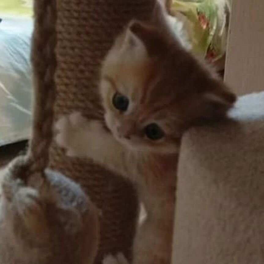 Британский короткошёрстный котёнок