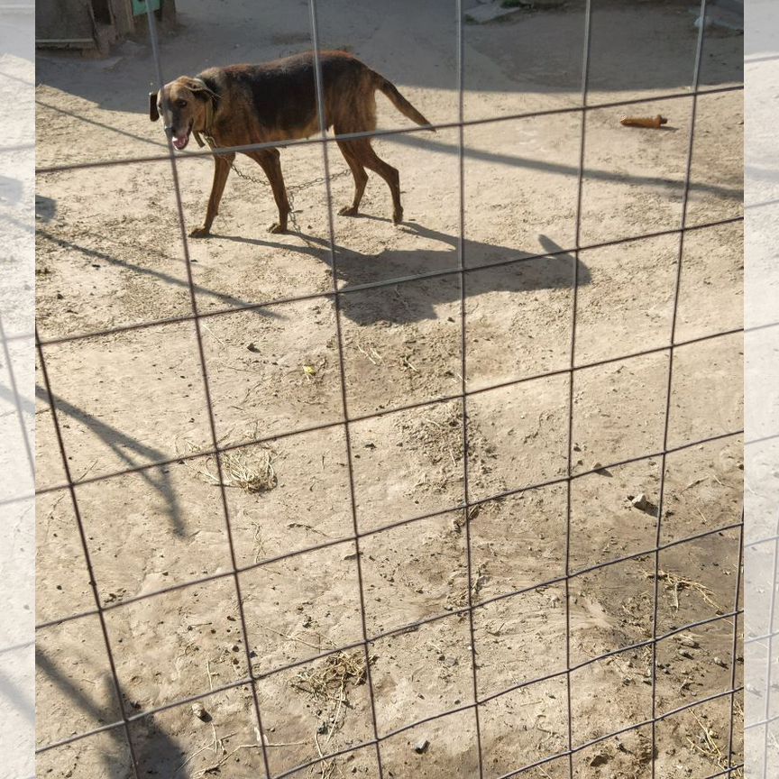 Отдам в добрые руки 2хсобак крупной породы