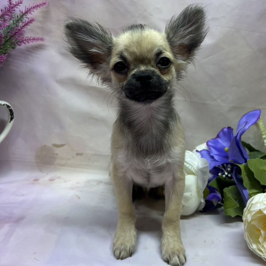 Чихуахуа готов к переезду