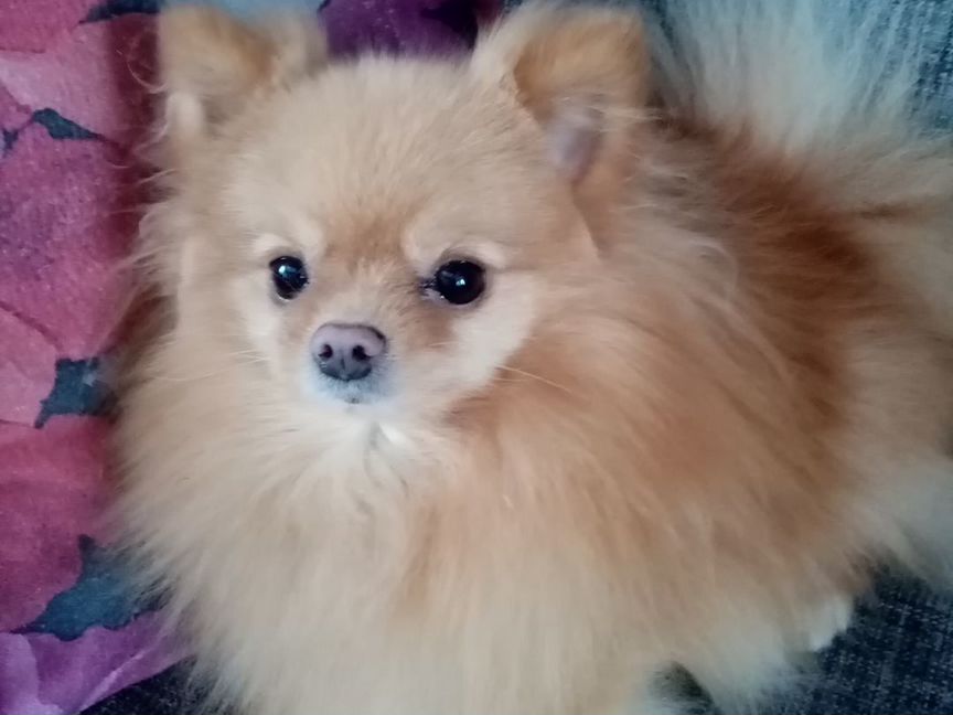 Взрослая девочка мини шпица