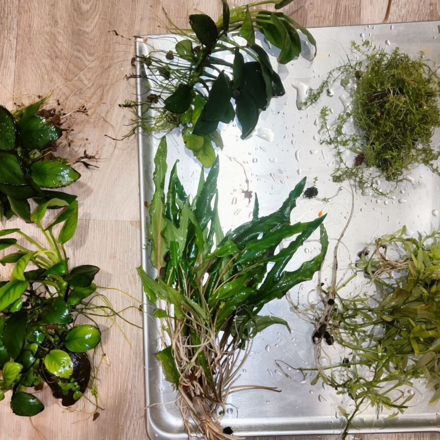 Аквариумные растения прополка