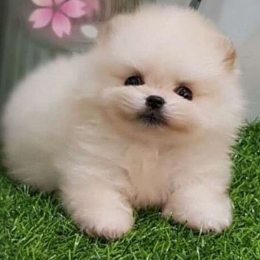 Эксклюзивные померанцы