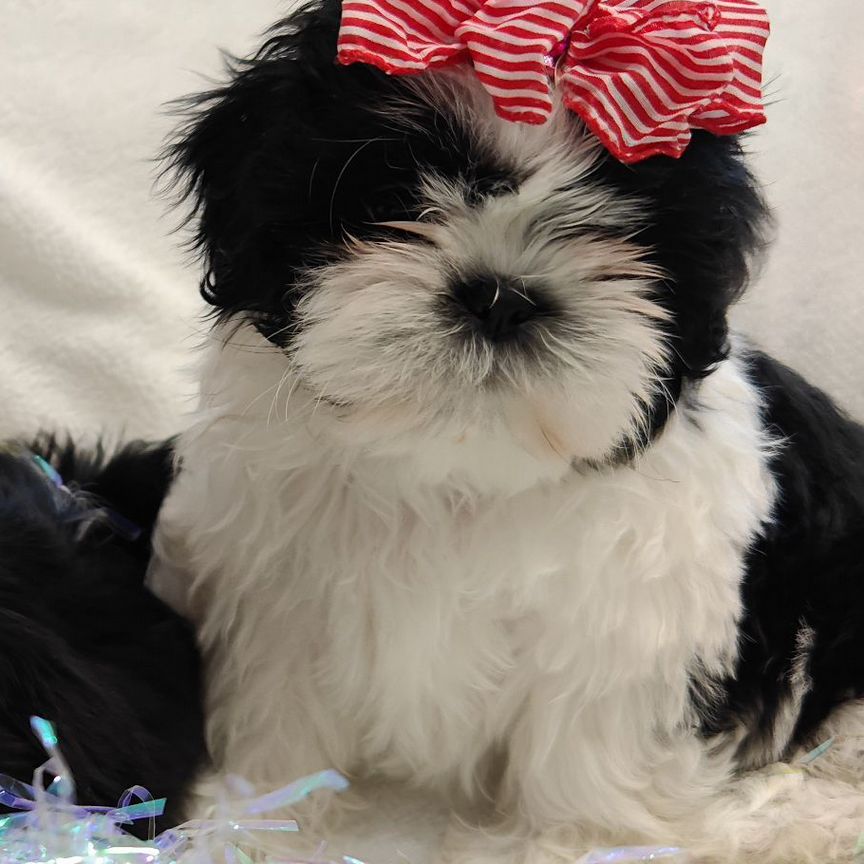 Ши-тцу, щенок