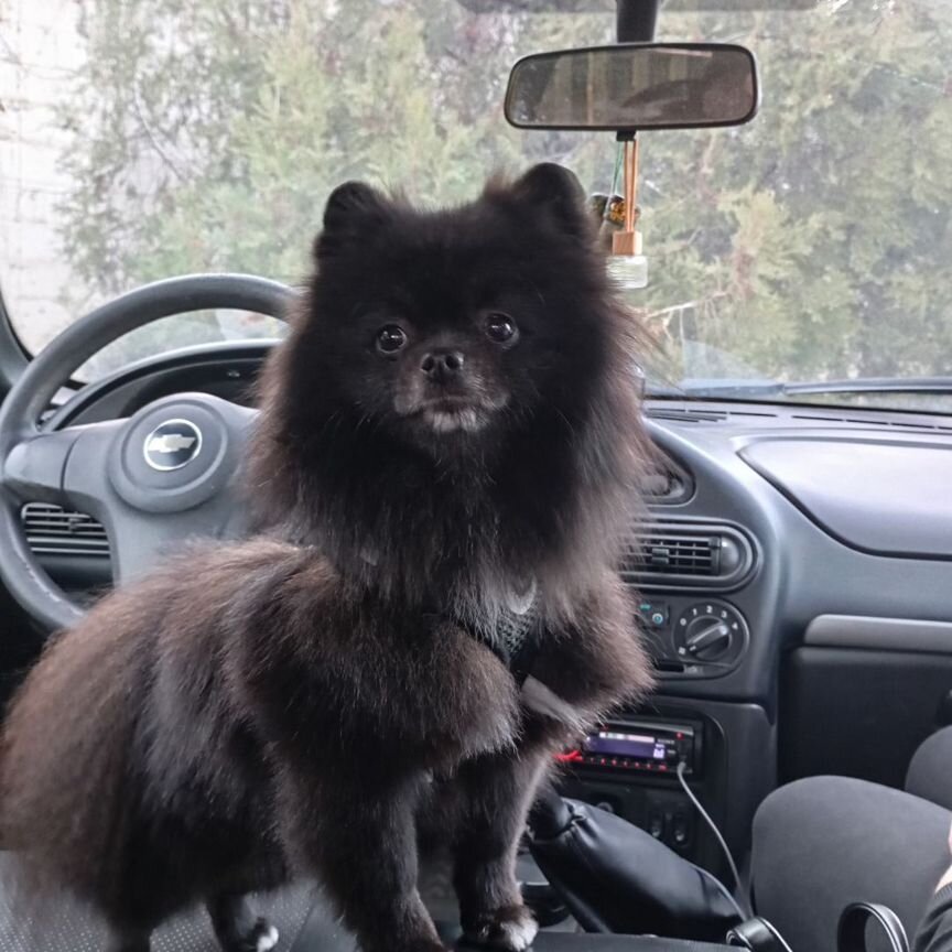 Собака тоша вязка