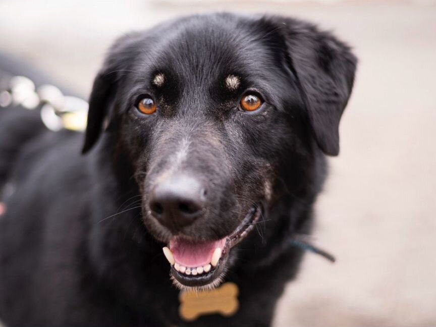 Собака в добрые руки отдам бесплатно