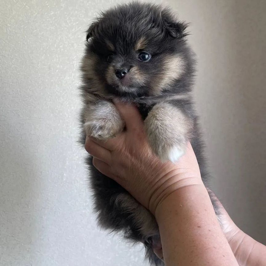 Немецкий шпиц, щенок