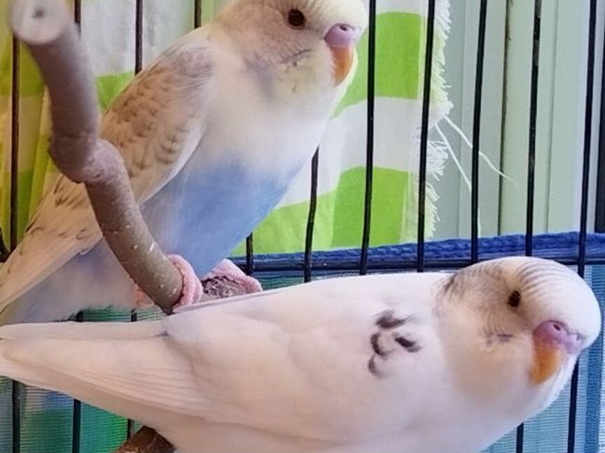 Попугайчики волнистые от 2мес до 7мес