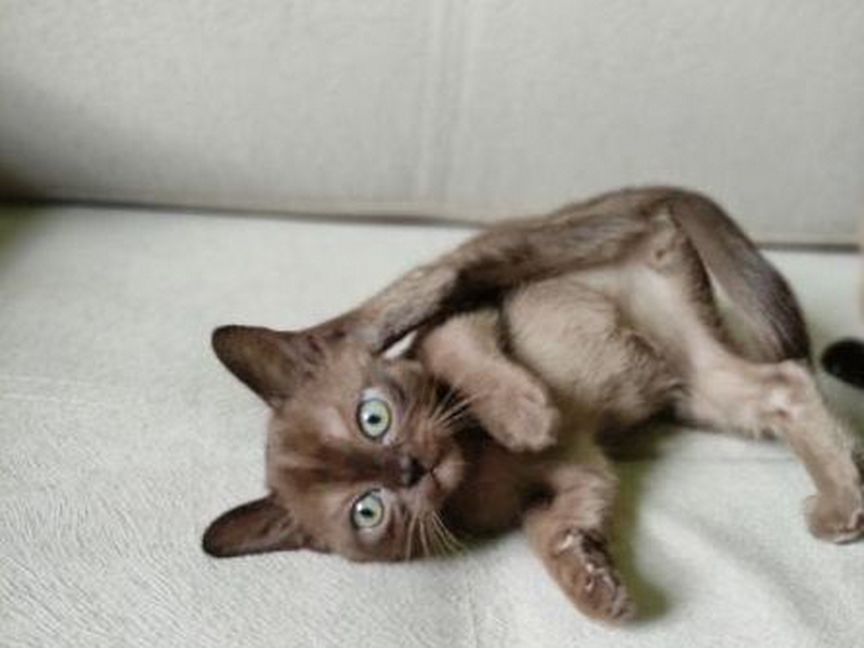 Котенок бурма