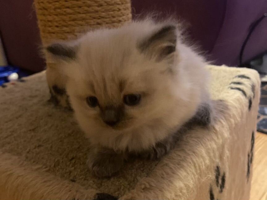 Кошка