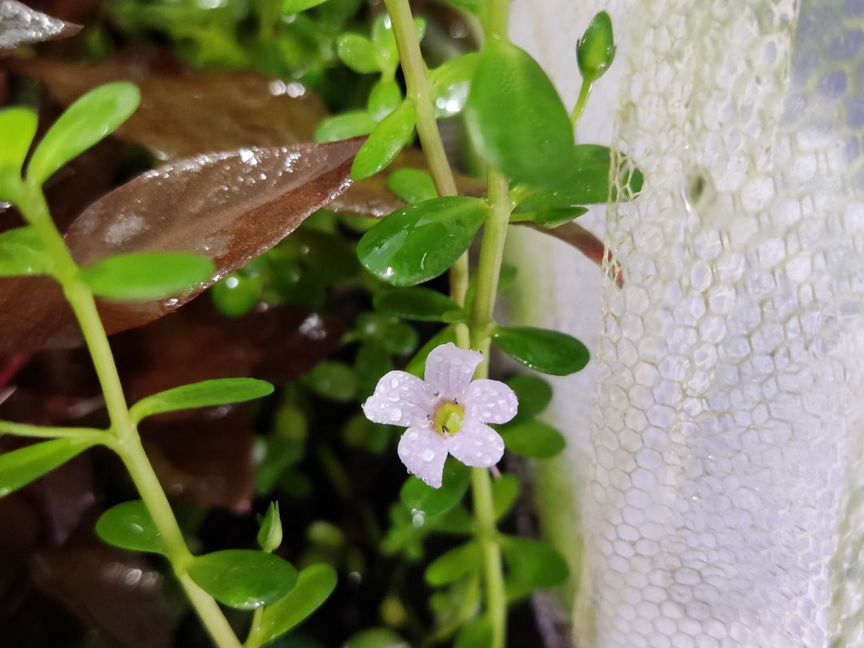 Бакопа Менье