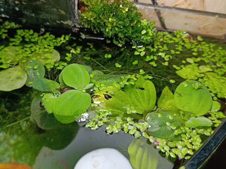 Аквариумное растения, пистия в дар