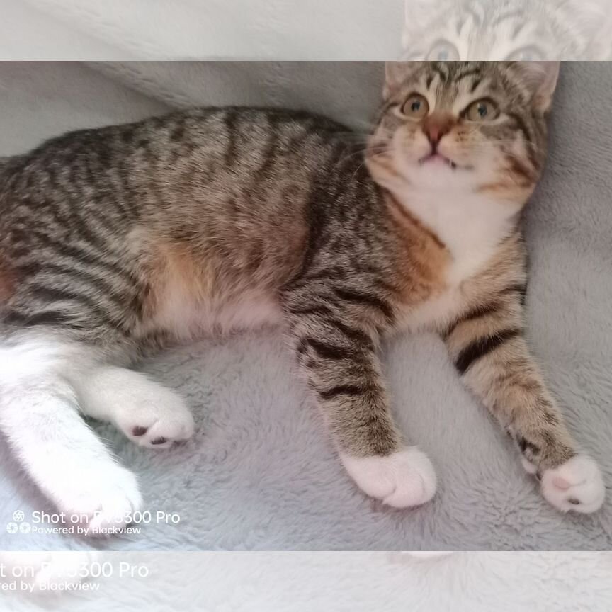 Сибирский котёнок